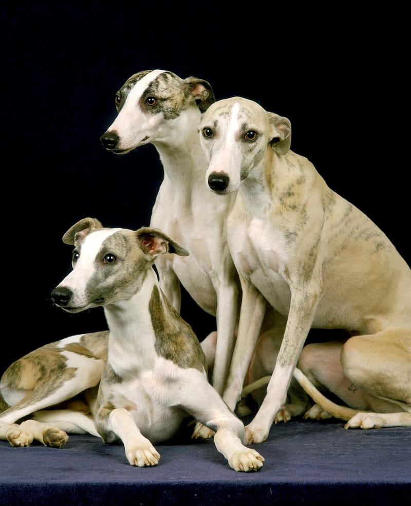 WINDHONDEN (of mixjes) TER ADOPTIE