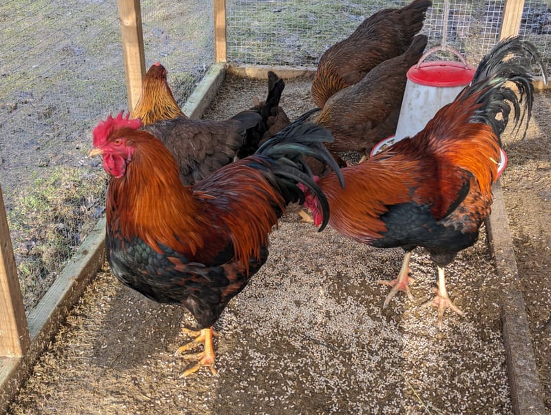 Welsumer - Ekebo Fjäderfä