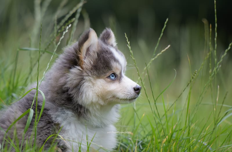 Kobe (aka Colton) - Wolf Heart Pomskies UK