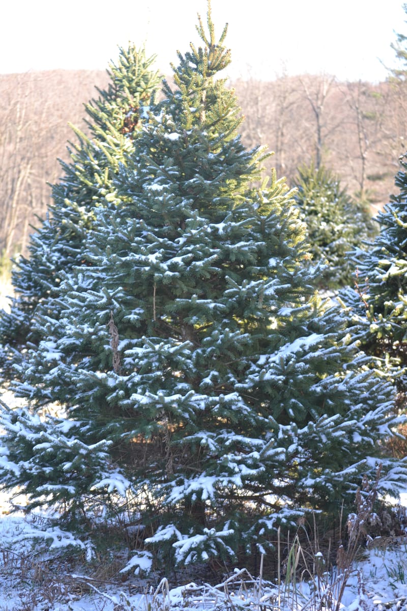 GIANT SPRUCE - Keith Tree Farm
