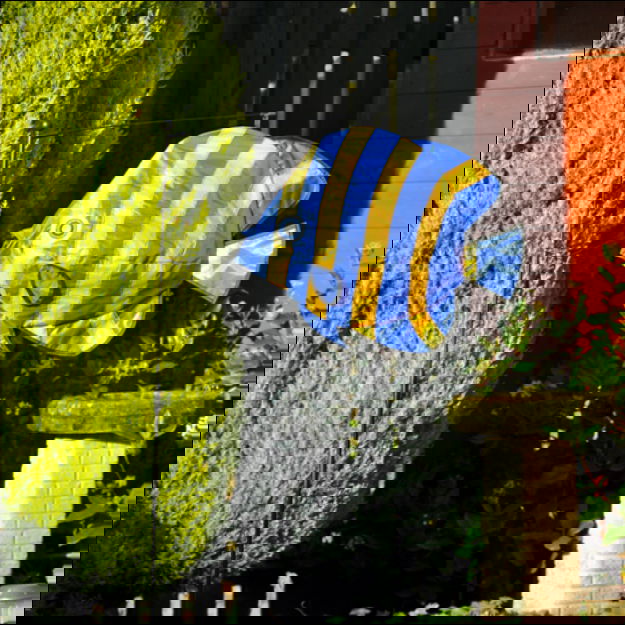 Angel Fish - Wind Swimmer Windsock - skyblue leisure