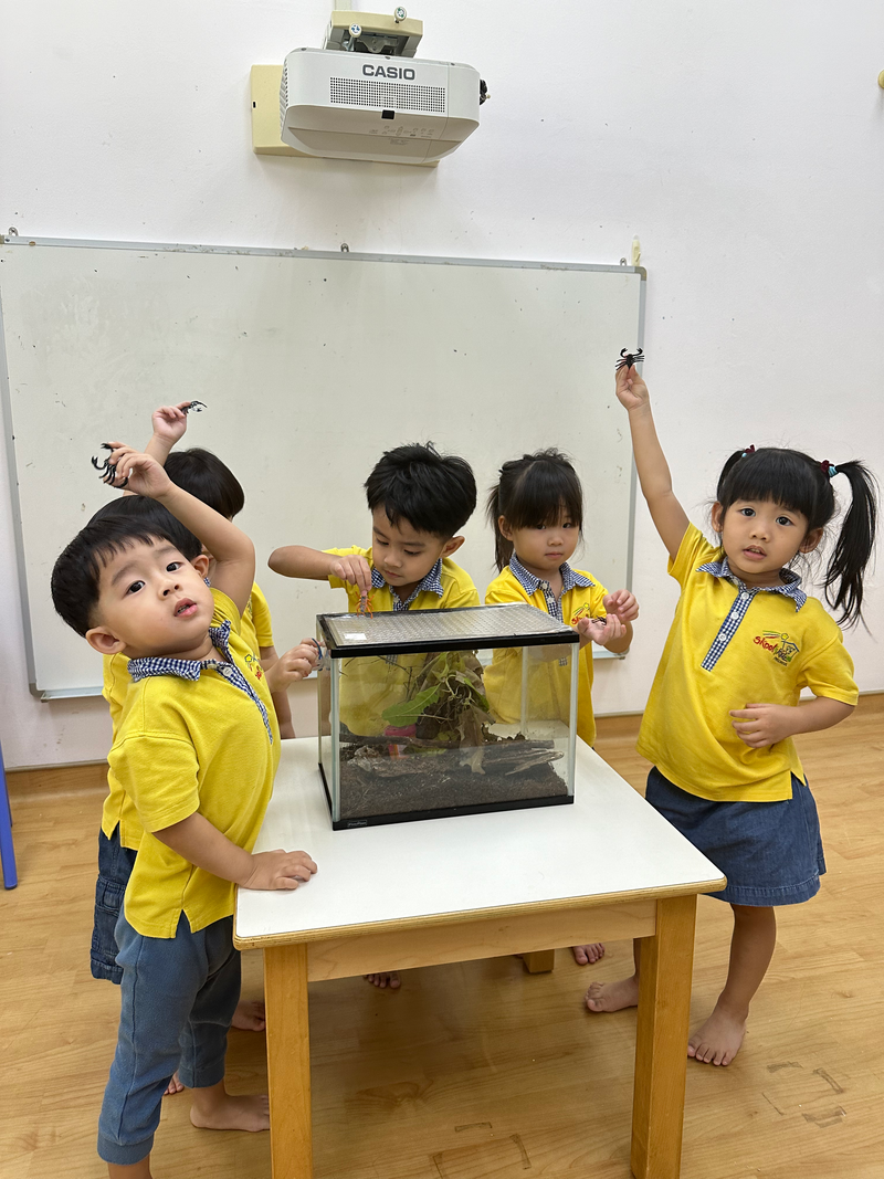 Insect display and insect diagram - Nature Kindred