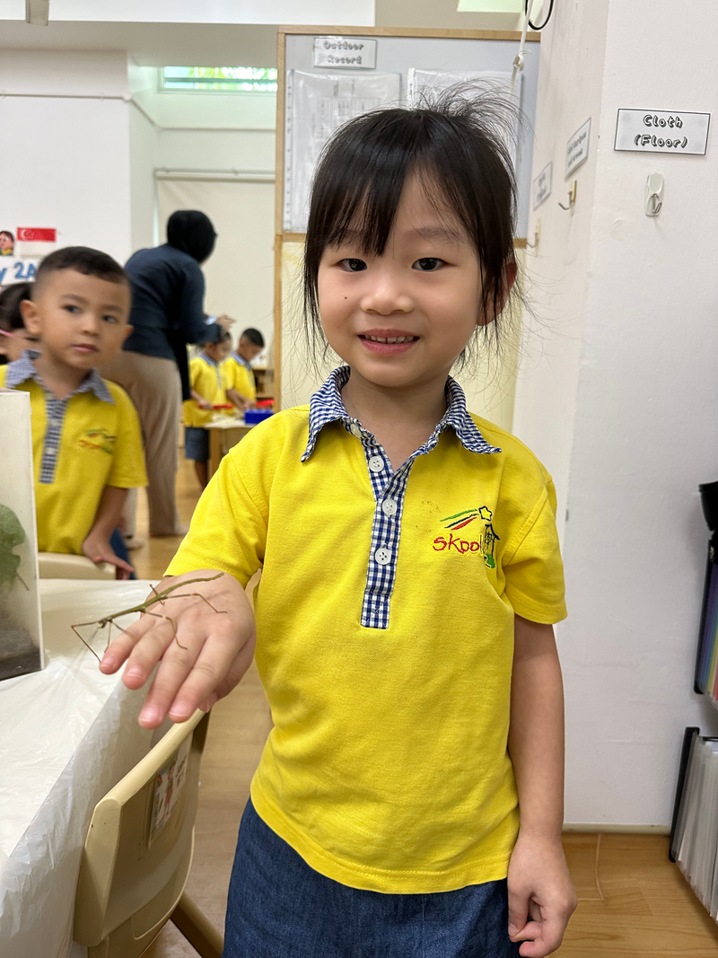 Live stick insect and insect diagram - Nature Kindred