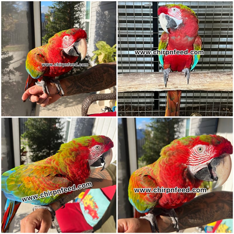 Calico Macaw - Chirp 'n Feed