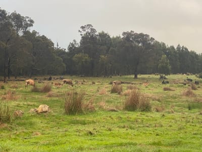 AUSSIE TALLOW Australian Organic Grass-fed and finished Tallow