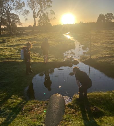AUSSIE TALLOW Australian Organic Grass-fed and finished Tallow