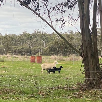 AUSSIE TALLOW Australian Organic Grass-fed and finished Tallow