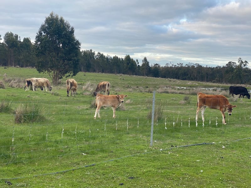 What's Special about Aussie Tallow? - Aussie Tallow