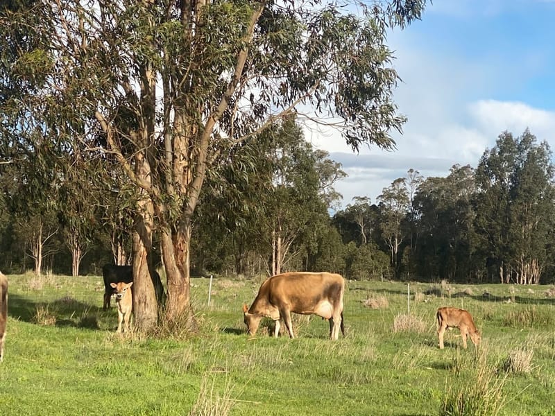 We Welcome A New Spring Calf - Aussie Tallow