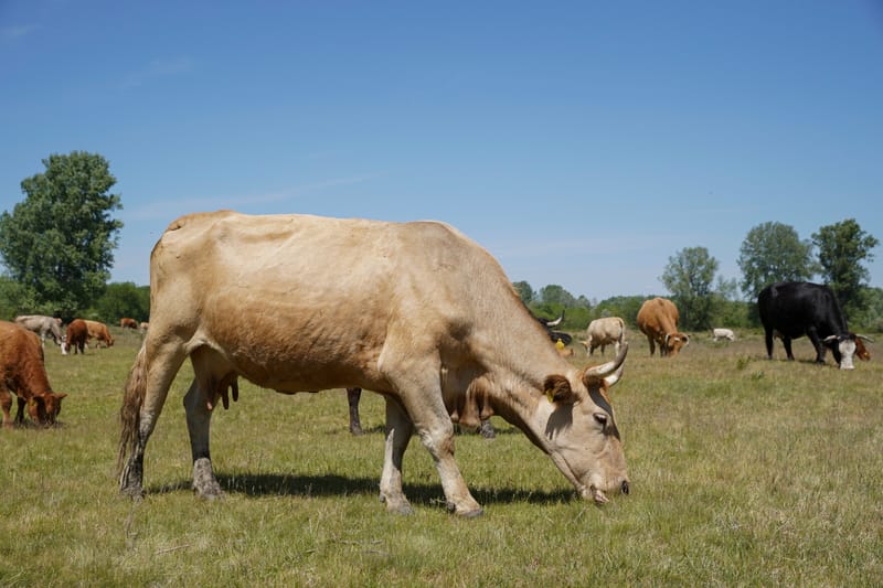 Grass Fed Beef Tallow for Skin - Aussie Tallow Blog & Shop
