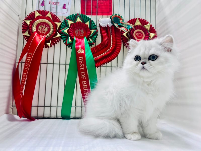 Alexandretta - ALEXANDRETTA