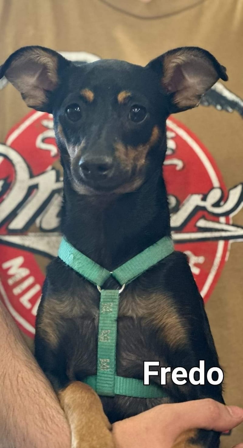 Fredo - Red Dog Farm DBA Enchantment Chihuahua Rescue