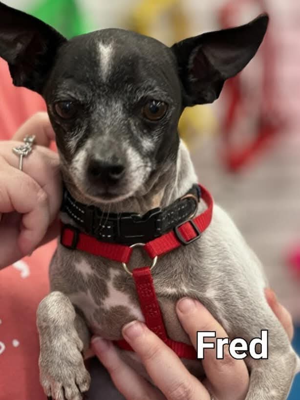 Fred - Red Dog Farm DBA Enchantment Chihuahua Rescue