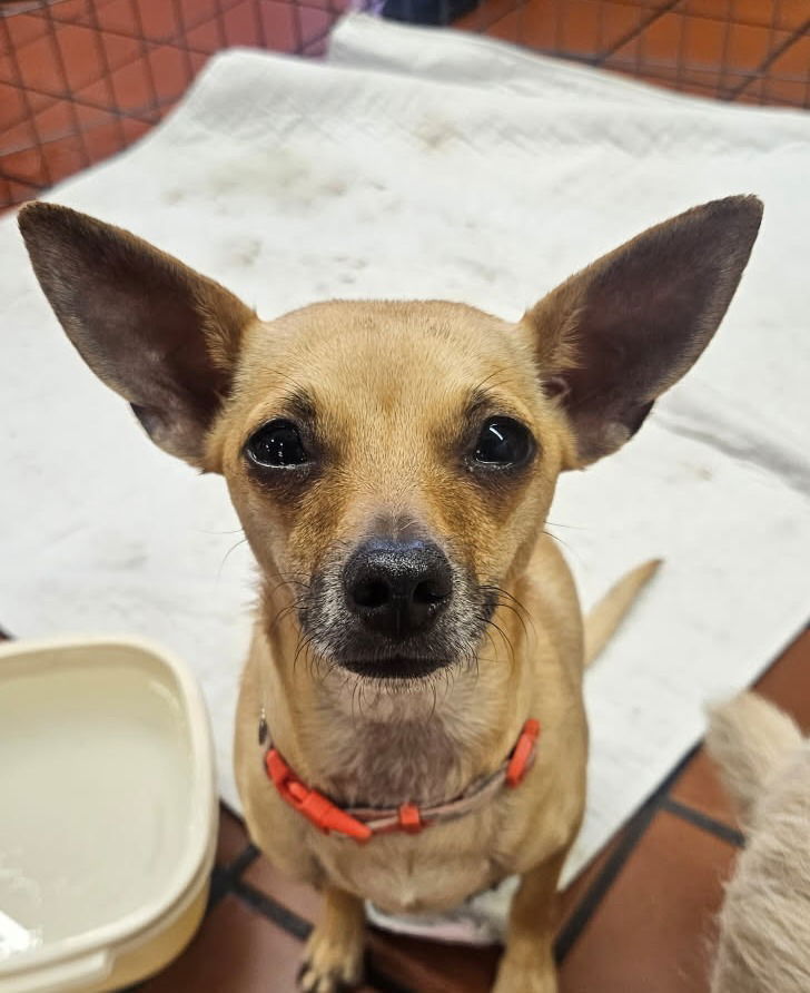 June 2025: Chloe ADOPTED - Red Dog Farm DBA Enchantment Chihuahua Rescue