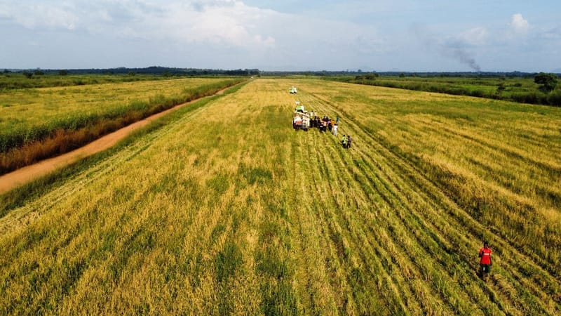 FSRP Drives Transition from Smallholder to Large-Scale Commercial ...