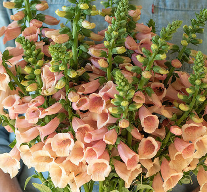 Foxglove (Digitalis) Dalmatian Peach (17 pelleted seeds) - Monarch Gardens