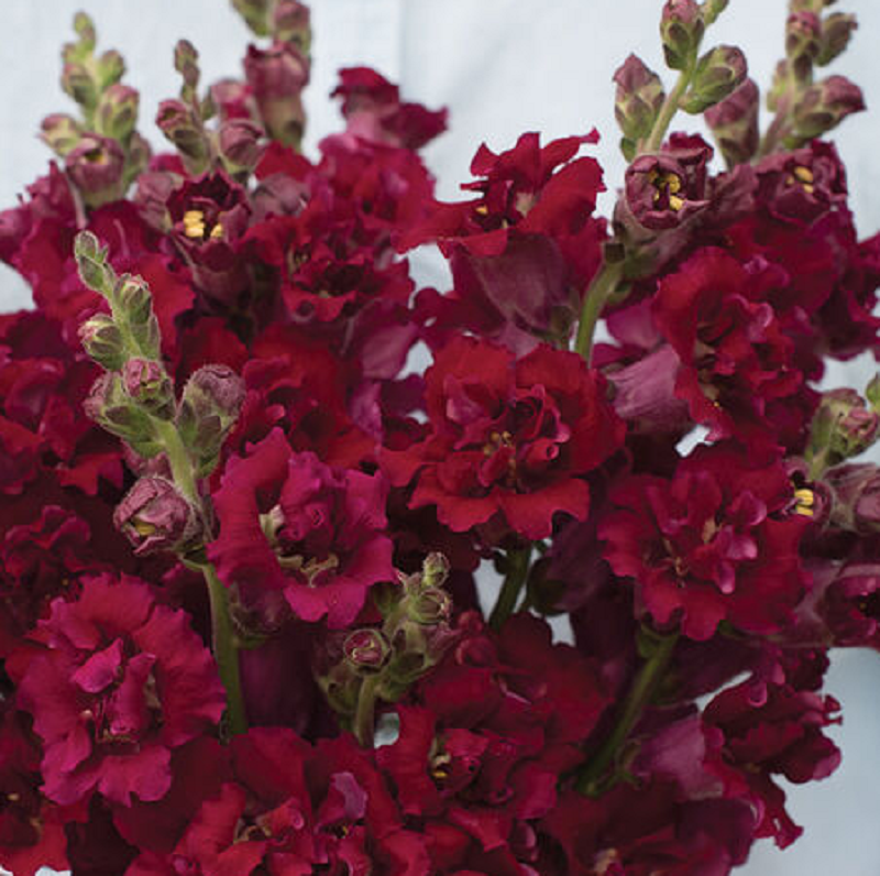 Snapdragons - Monarch Gardens