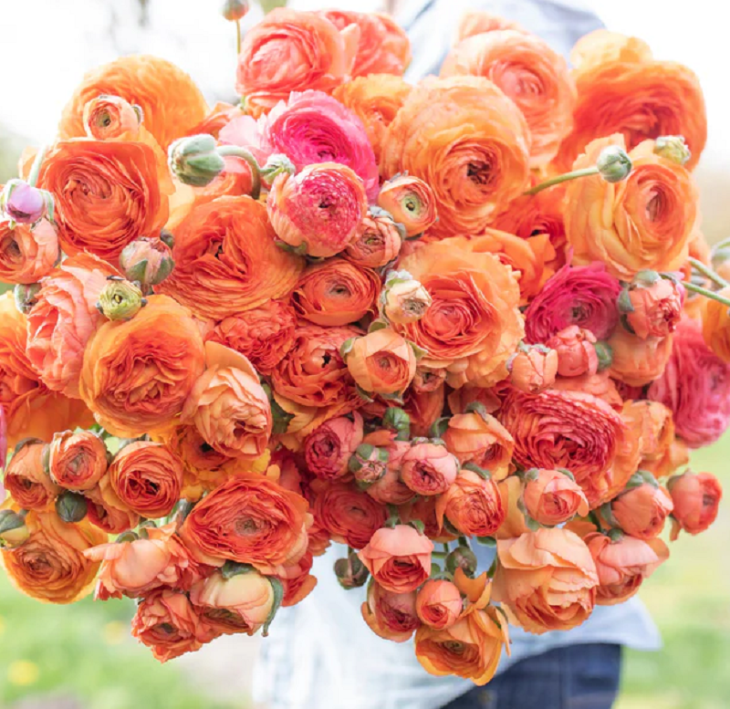 Amandine Salmon Ranunculus (10 Large corms) - Monarch Gardens