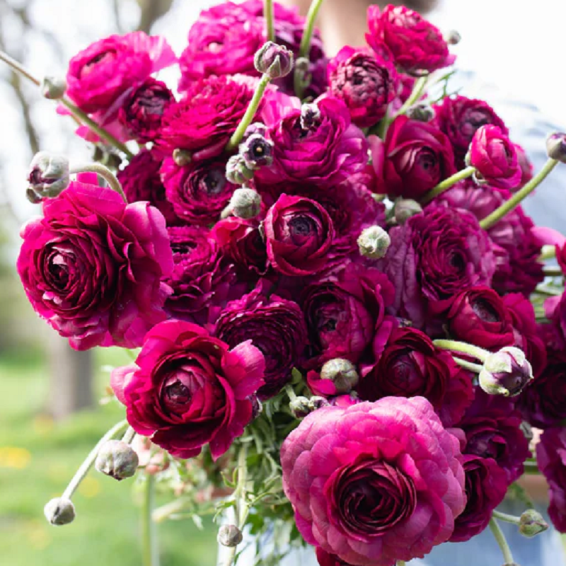 LaBelle Violet Ranunculus (10 Large corms) - Monarch Gardens