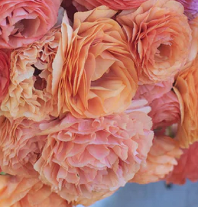 LaBelle Champagne Ranunculus (10 Large corms) - Monarch Gardens