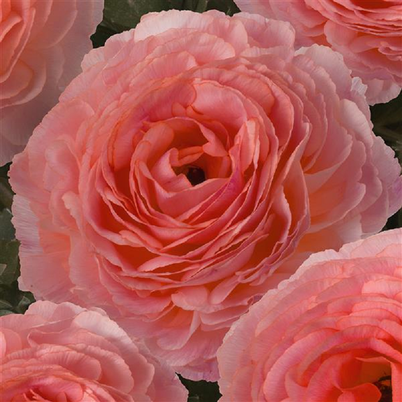 ROMANCE Hydra Ranunculus (5 EXTRA-LARGE Corms) - Monarch Gardens