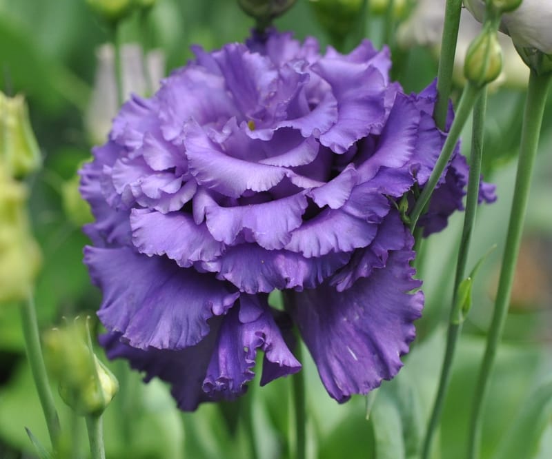 Lisianthus Voyage 2 Blue (12 Pelleted seeds) - Monarch Gardens