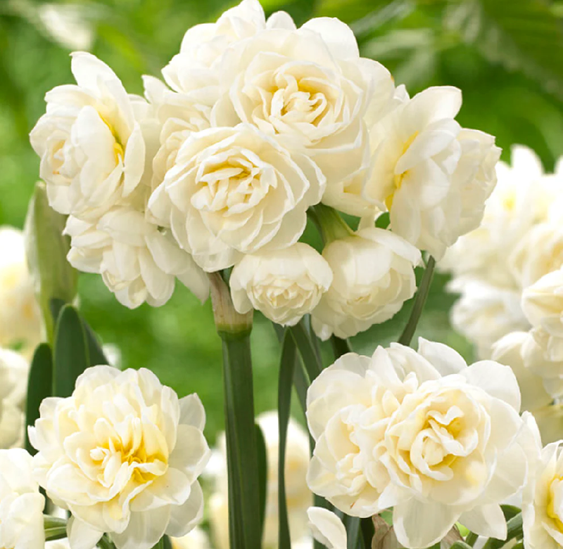 Erlicheer Double Multi-Flowering Daffodil / Paperwhite (10 bulbs, size ...