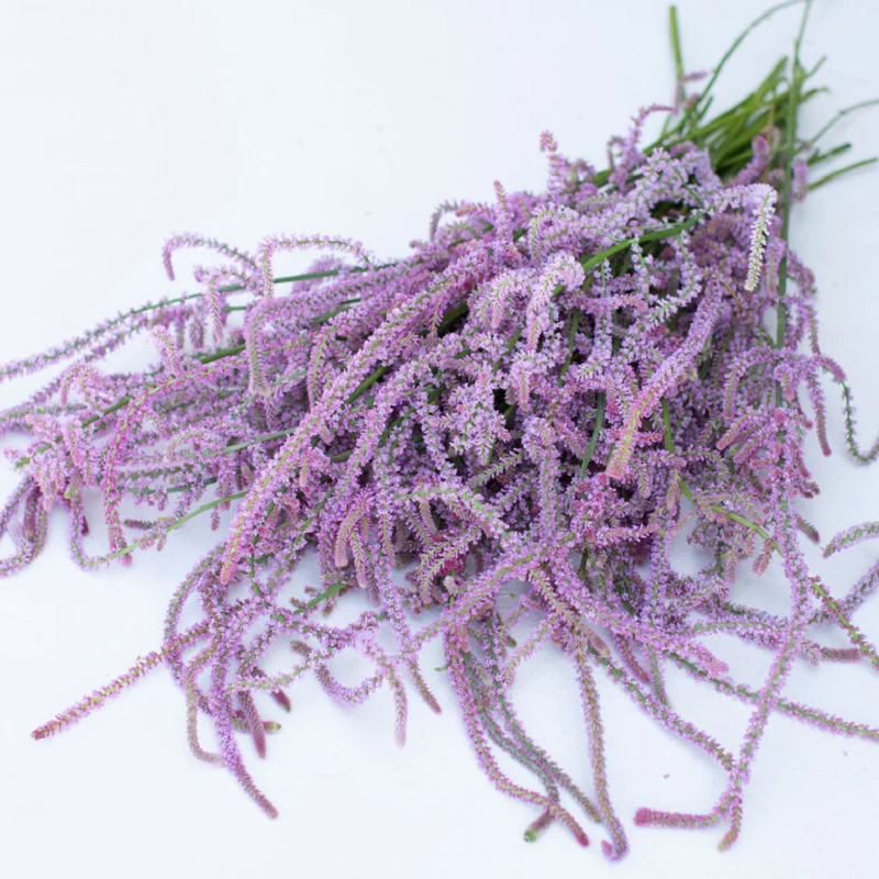 Statice - Monarch Gardens