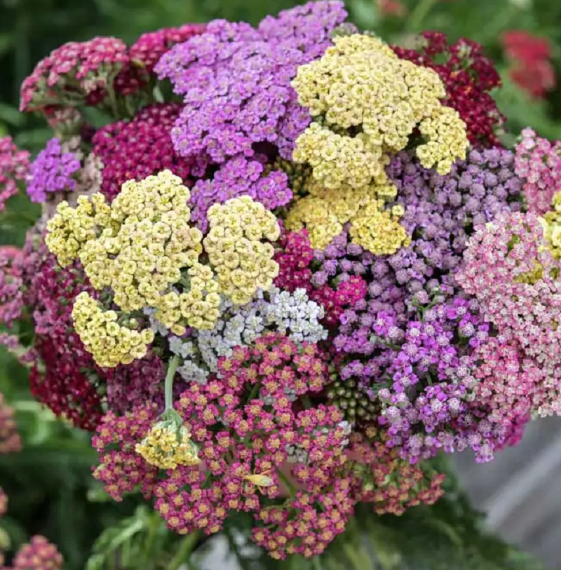 Yarrow Achillea Flowerburst Fruit Bowl (75 seeds) - Monarch Gardens