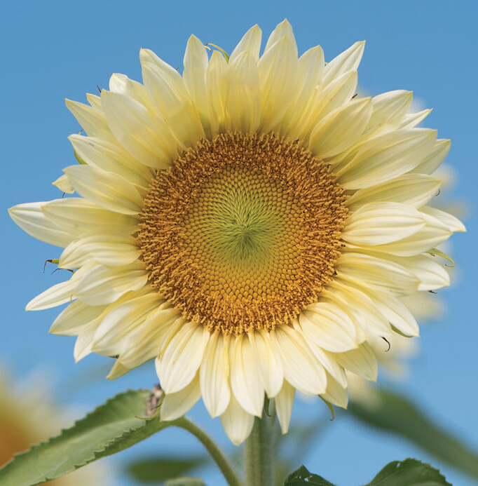 Starburst™ Panache (25 seeds) - Monarch Gardens