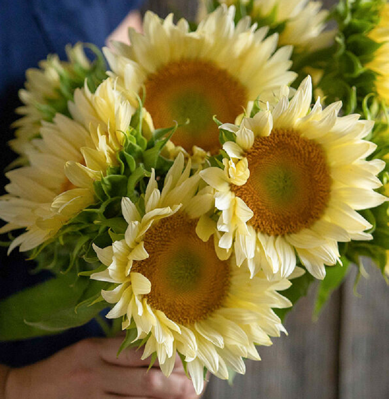 ProCut Lemon (30 seeds) - Monarch Gardens