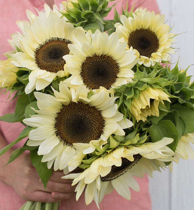 Starburst™ Panache (25 seeds) - Monarch Gardens