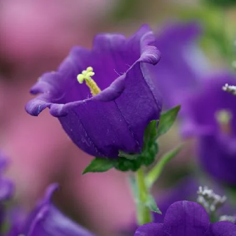 Campanula (Canterbury Bells) - Monarch Gardens