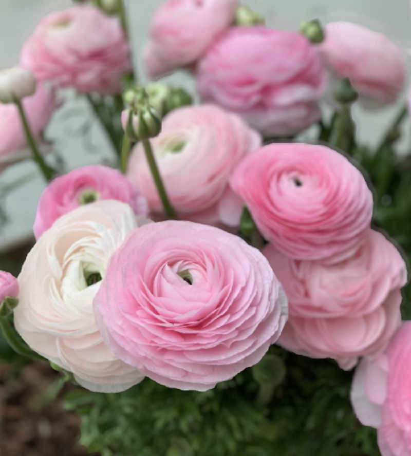 Elegance Milka Ranunculus (10 Extra-Large Corms) - Monarch Gardens