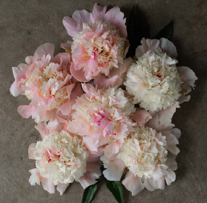 Peonies (bare-root) - Monarch Gardens