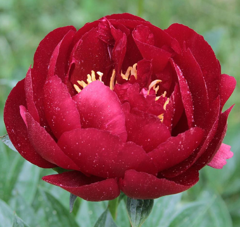 Peonies (bare-root) - Monarch Gardens