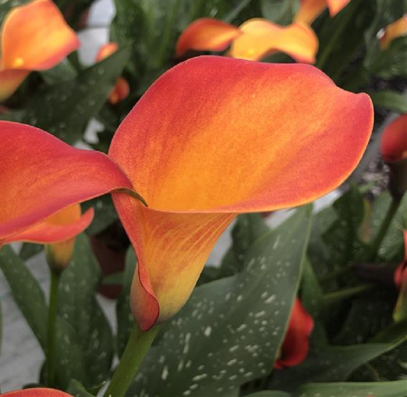 Morning Sun Calla Lily (5 rhizomes) - Monarch Gardens
