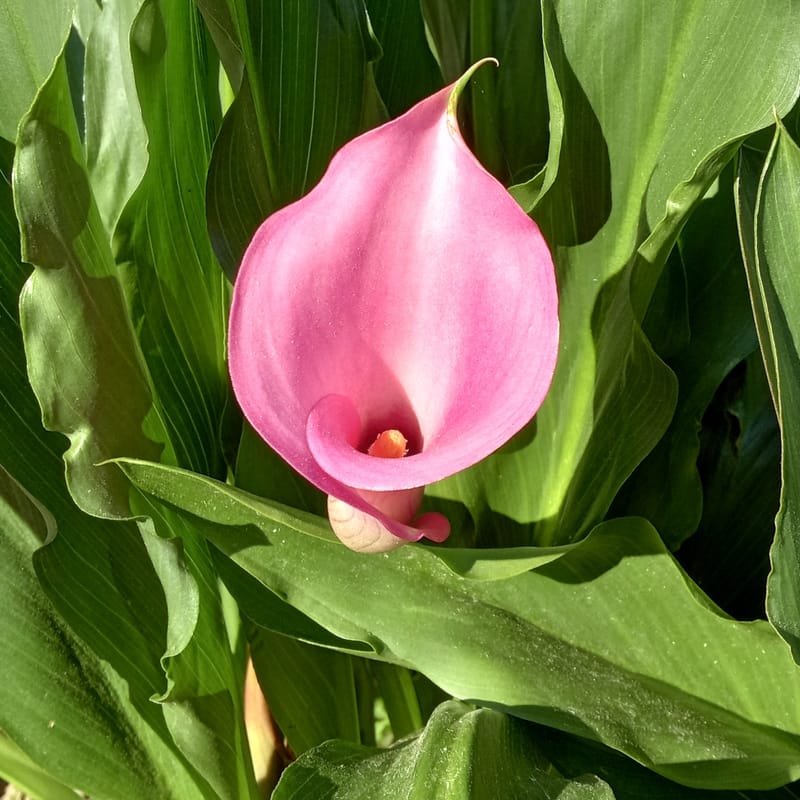 Pink Calla Lily (5 Large rhizomes) - Monarch Gardens