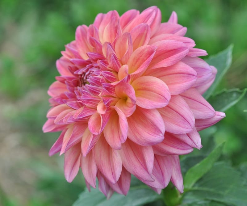 Ferncliff Copper (small tuber) - Monarch Gardens