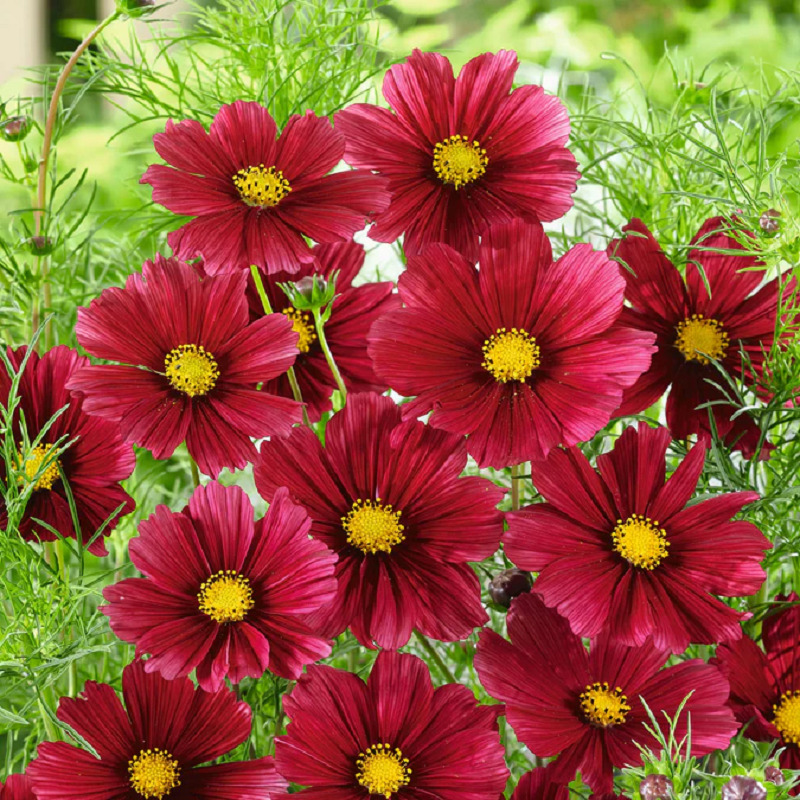 Cosmos Double Click Violet Bicolor (24 seeds) - Monarch Gardens