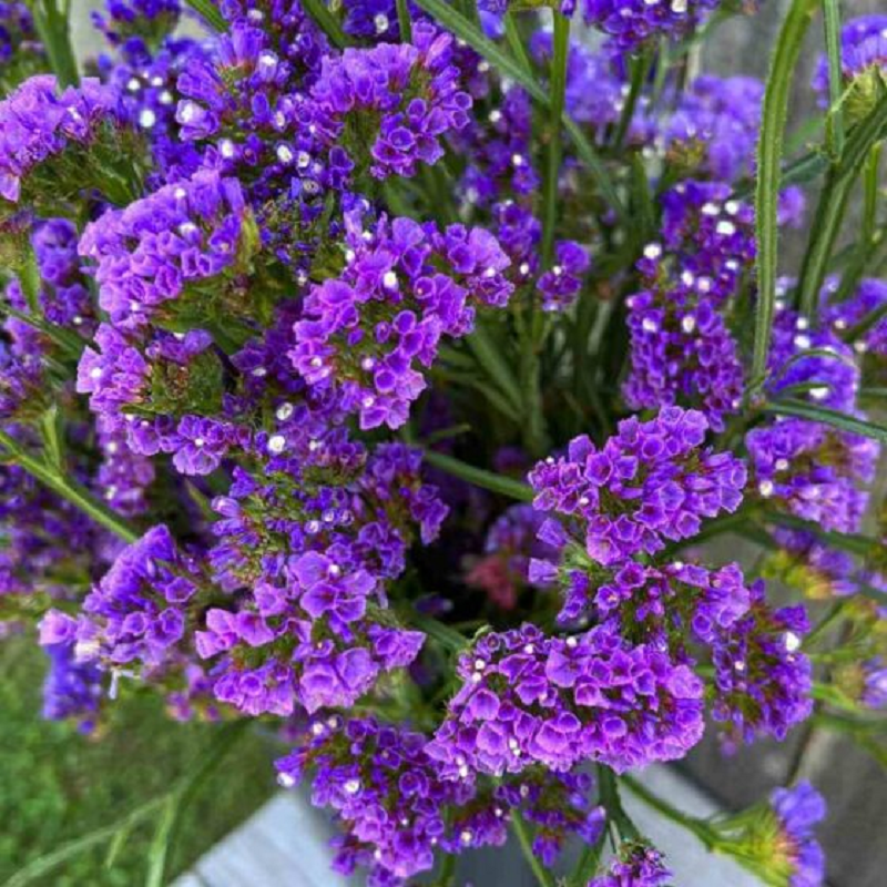 Statice Seeker Dark Blue (30 seeds) - Monarch Gardens