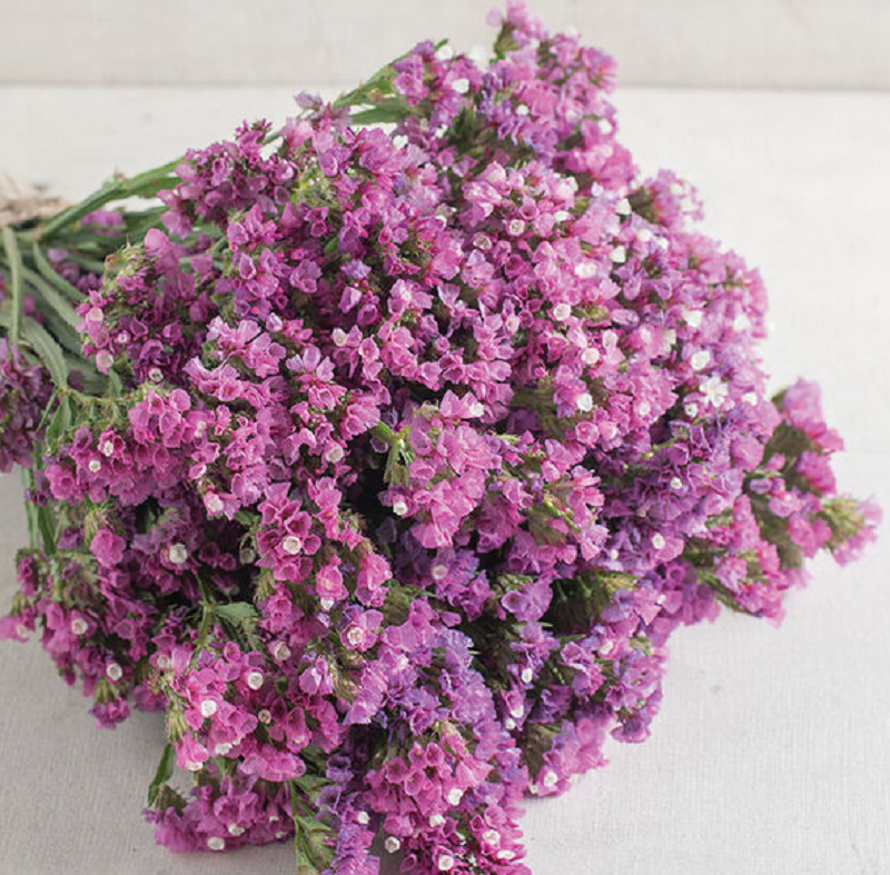 Statice - Monarch Gardens