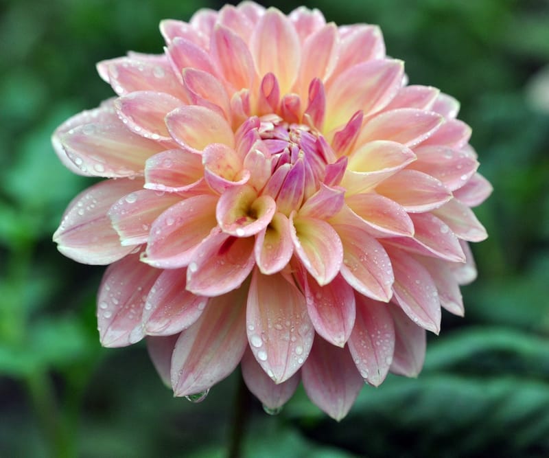 Dahlia Seeds - Bloomquist Alan seed parent - 5 seeds - Monarch Gardens