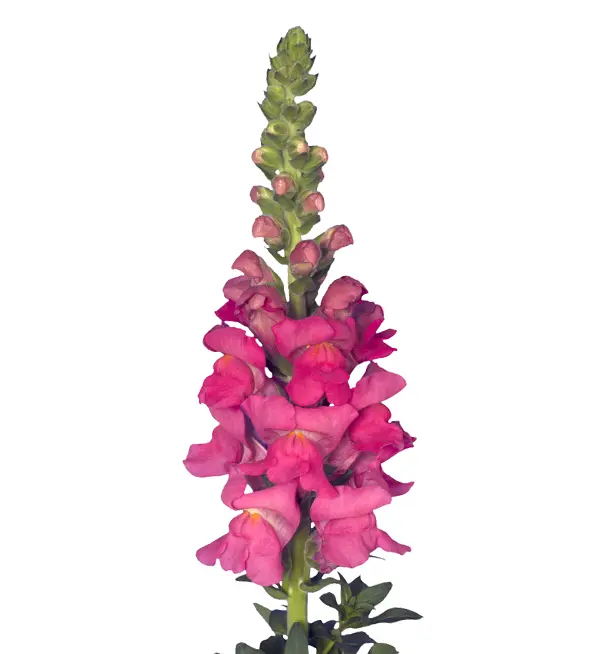 Snapdragons - Monarch Gardens