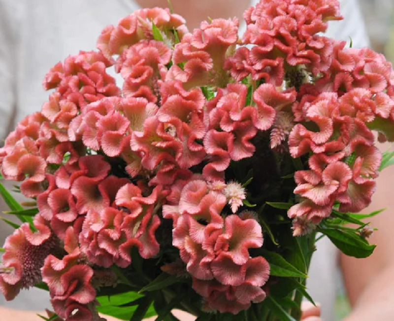 Celosia Cramer's Burgundy (75 seeds) "cockscomb" - Monarch Gardens