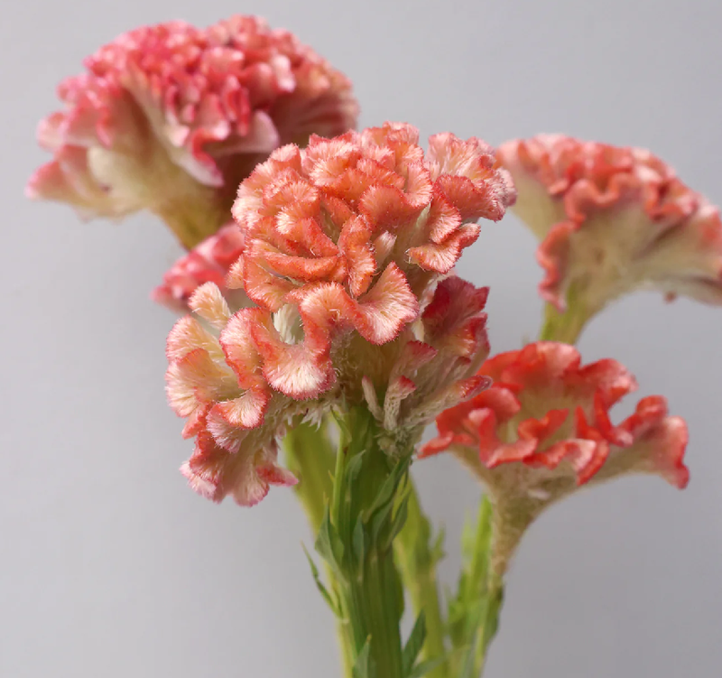 Celosia Cramer's Burgundy (75 seeds) "cockscomb" - Monarch Gardens