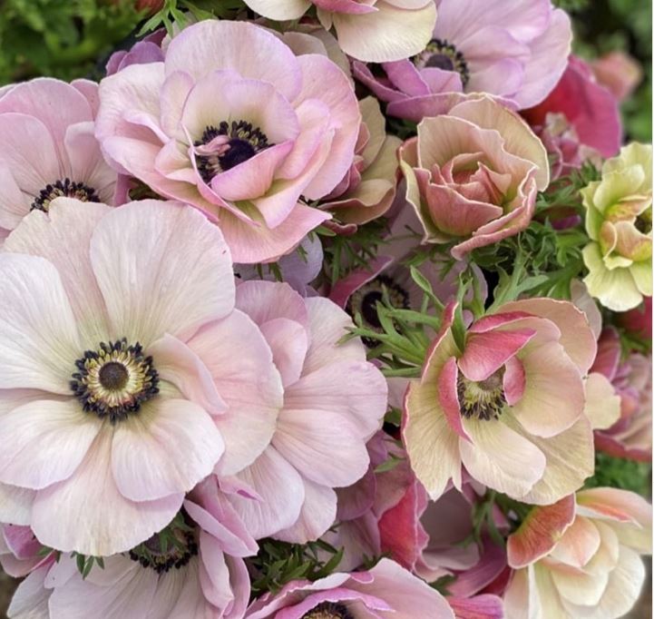 Mistral Plus Rarity Anemone (10 medium corms) - Monarch Gardens