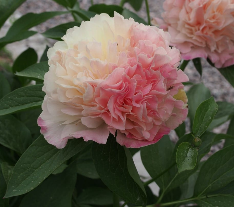 Peonies (bare-root) - Monarch Gardens