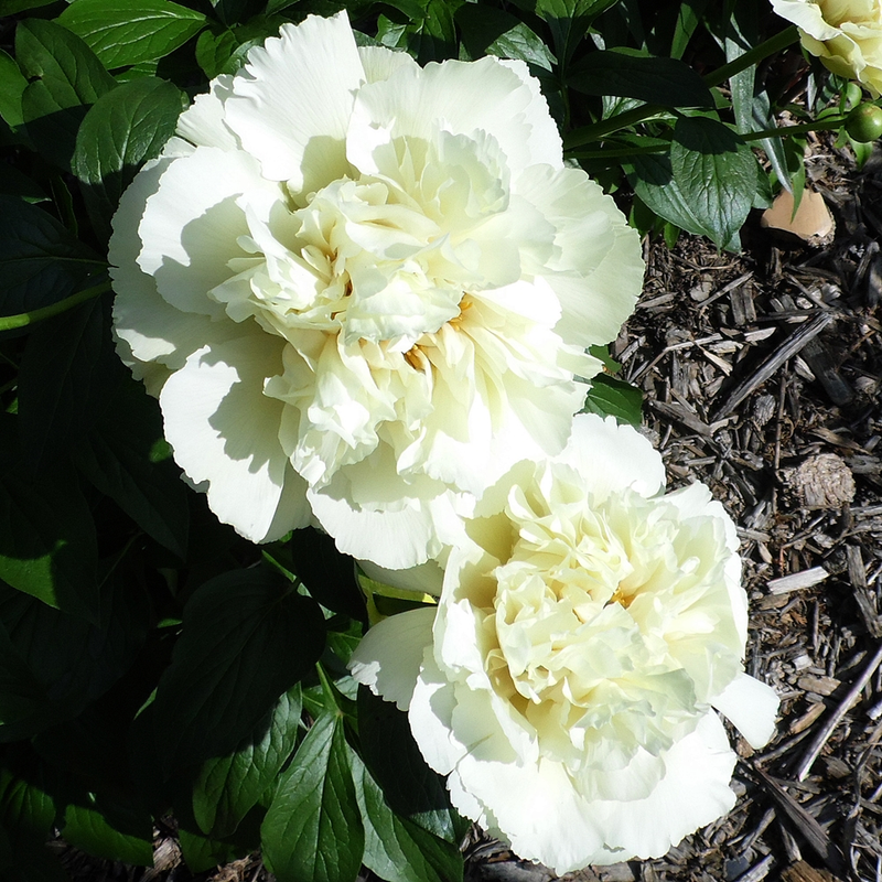 Peonies (bare-root) - Monarch Gardens