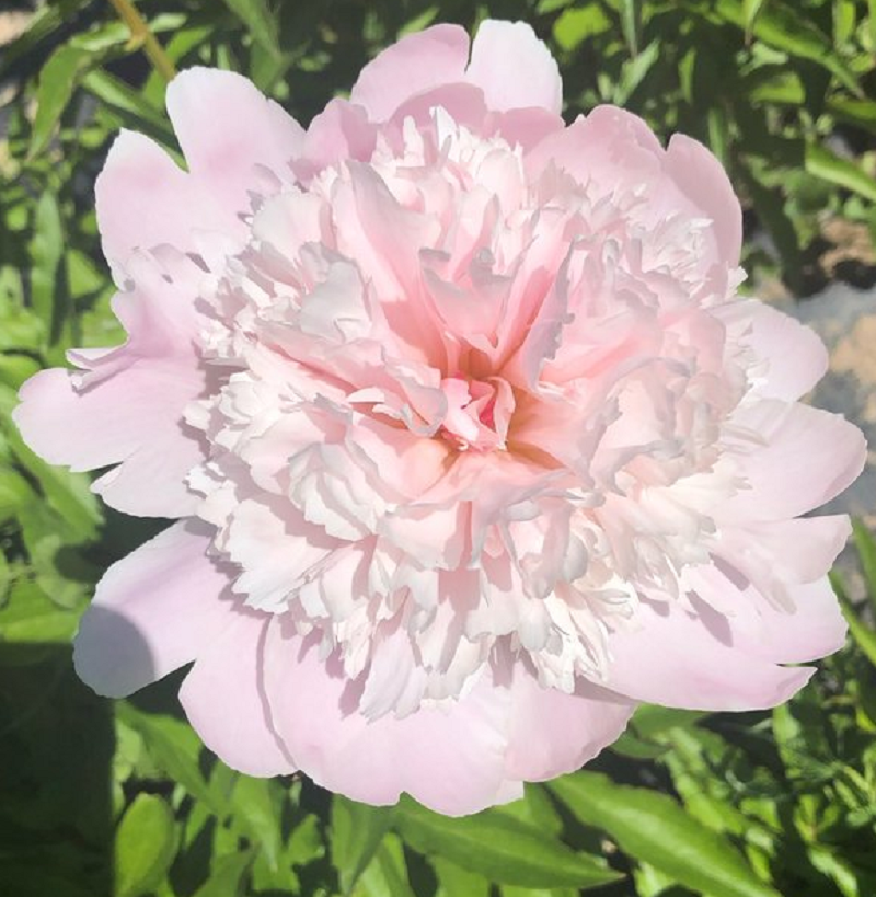 Peonies (bare-root) - Monarch Gardens